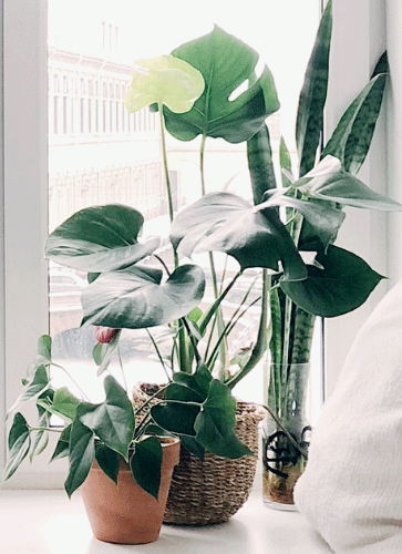 Home flowers 2024 Home Pages - Flower Affair SG ~ Buy The Best Hand ...